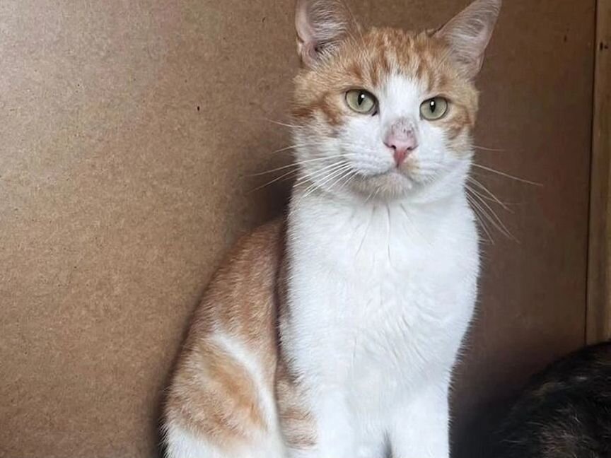 Отдам котика в добрые руки