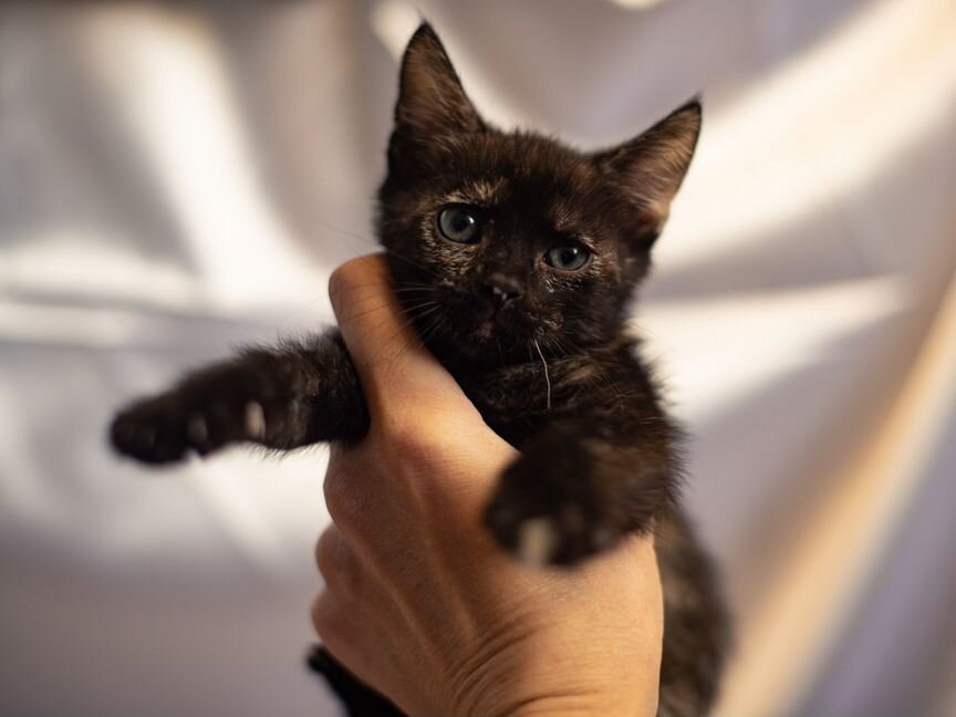 Котенок черепашка, трехцветка
