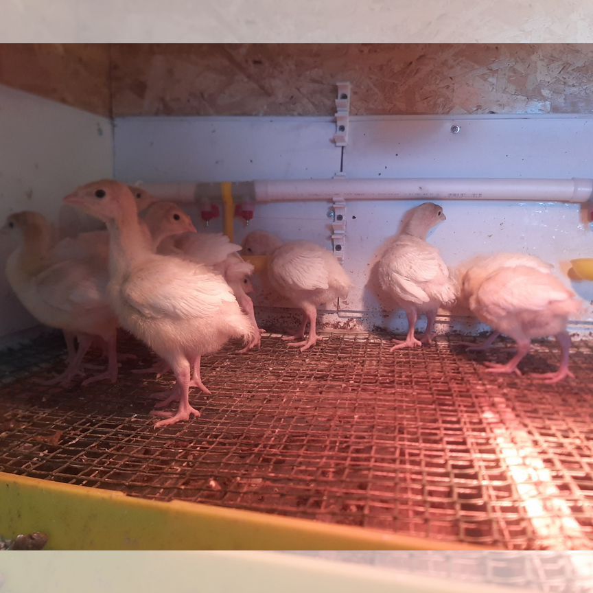 Индюшата Хайбрид Конвектор