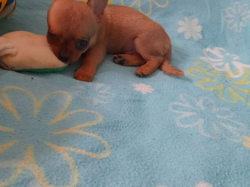 Чишки ребятишки