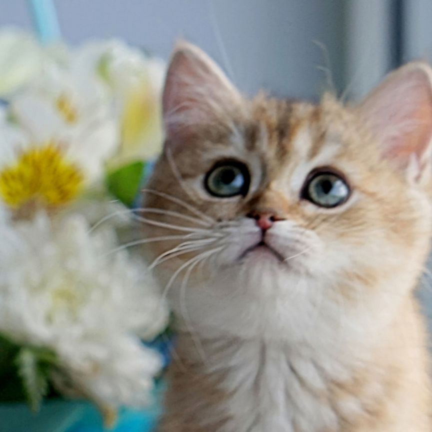 Золотая британская шиншилла девочка