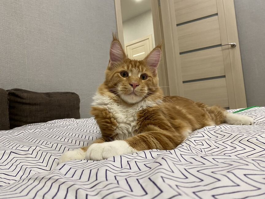 Кот Мейн Кун на вязку