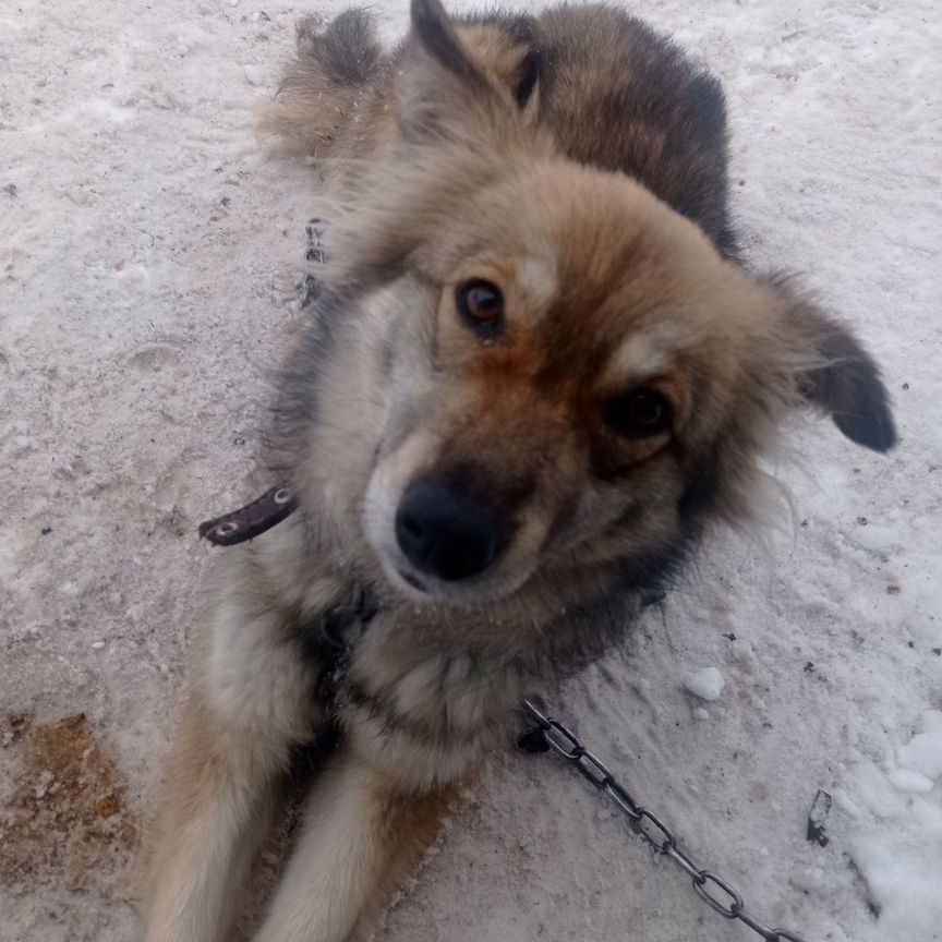 Взрослая собака в добрые руки