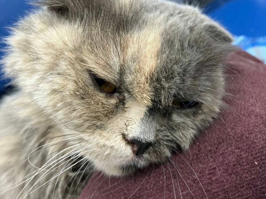 Шотландская вислоухая кошка