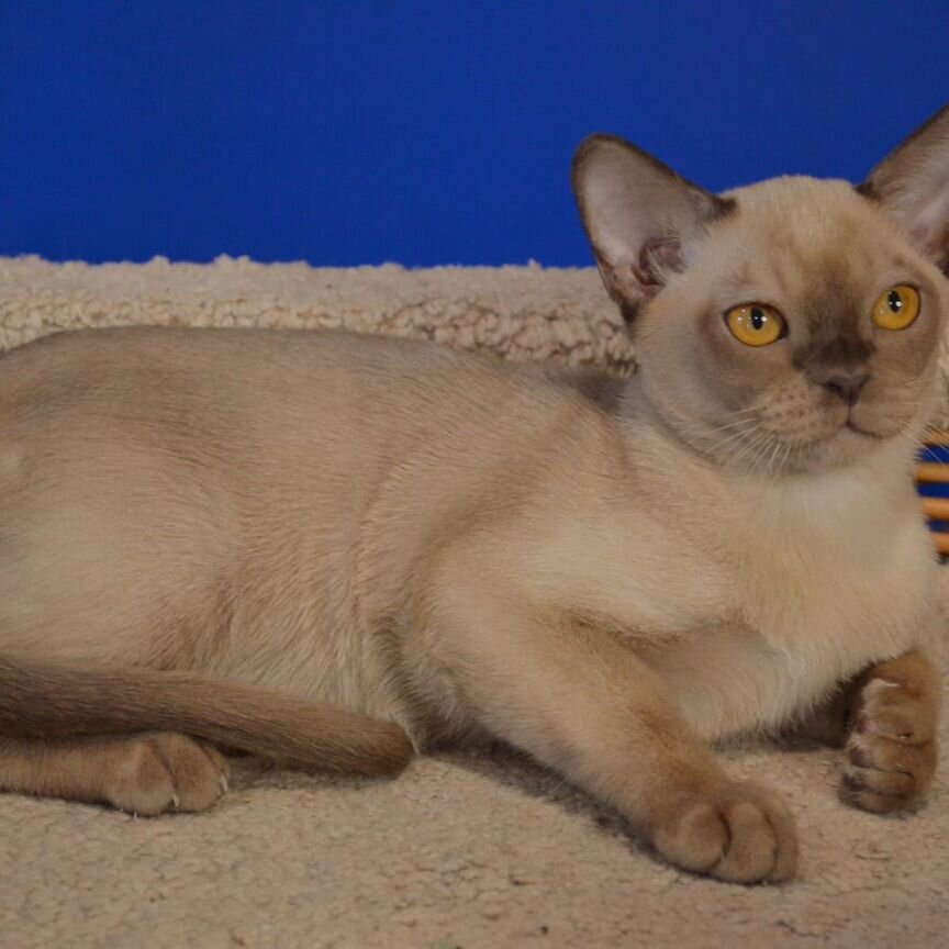 Кошечка Бурмы