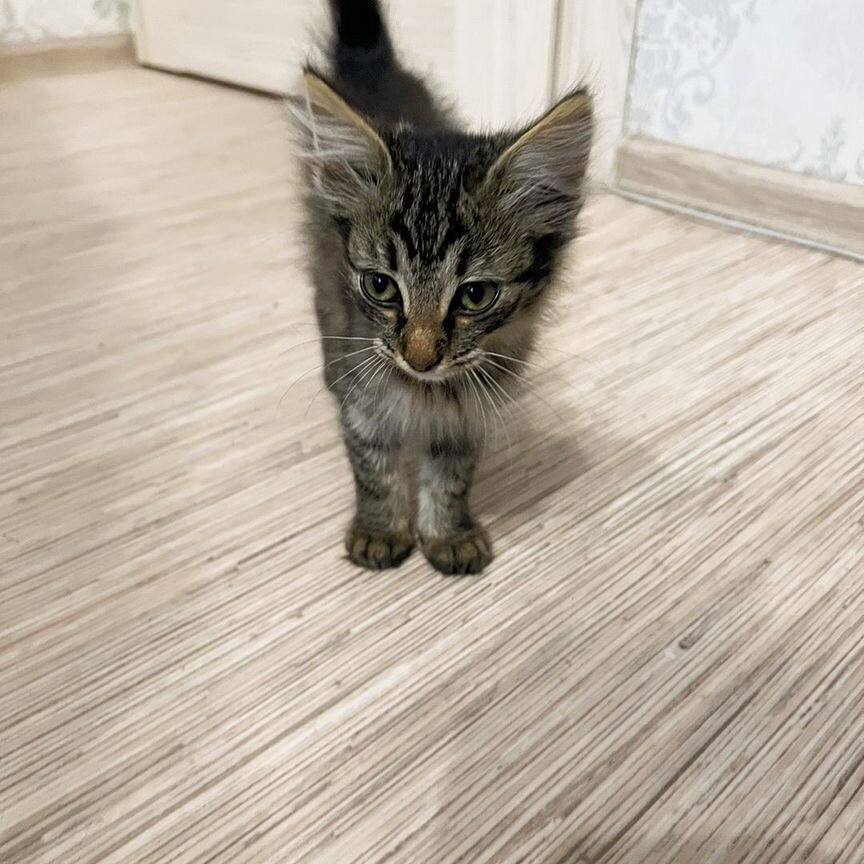 Кошка в добрые руки бесплатно