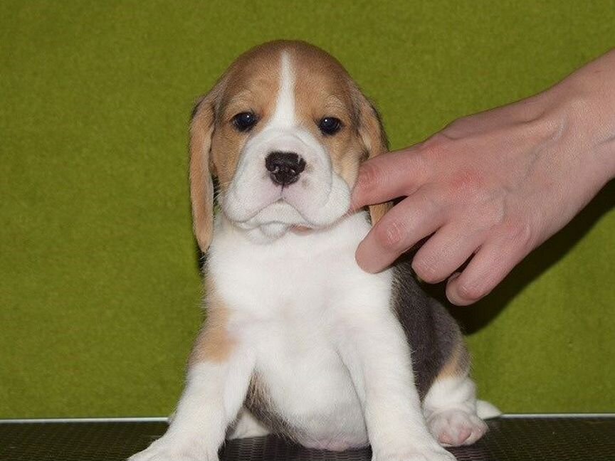 Щенок бигль