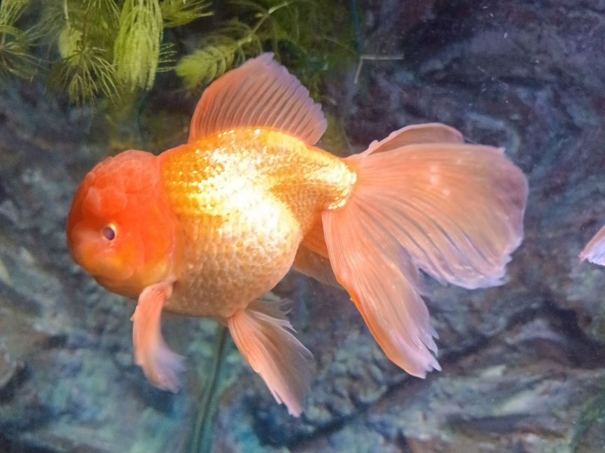 Золотая красная шапочка