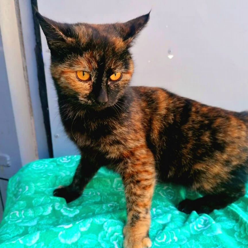 Черепаховая желтоглазка Феня для вашего дома