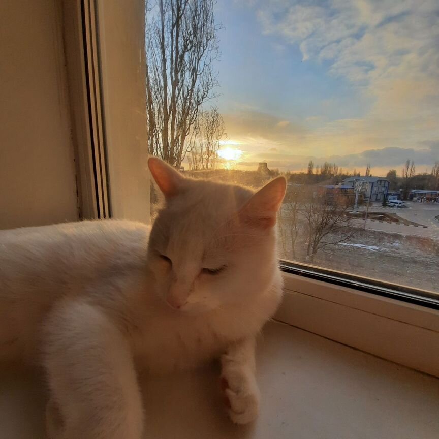 Отдам кота в добрые руки бесплатно