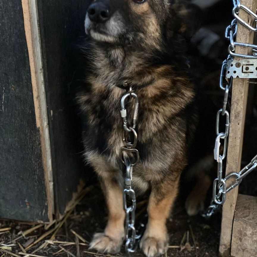 Собака в беде