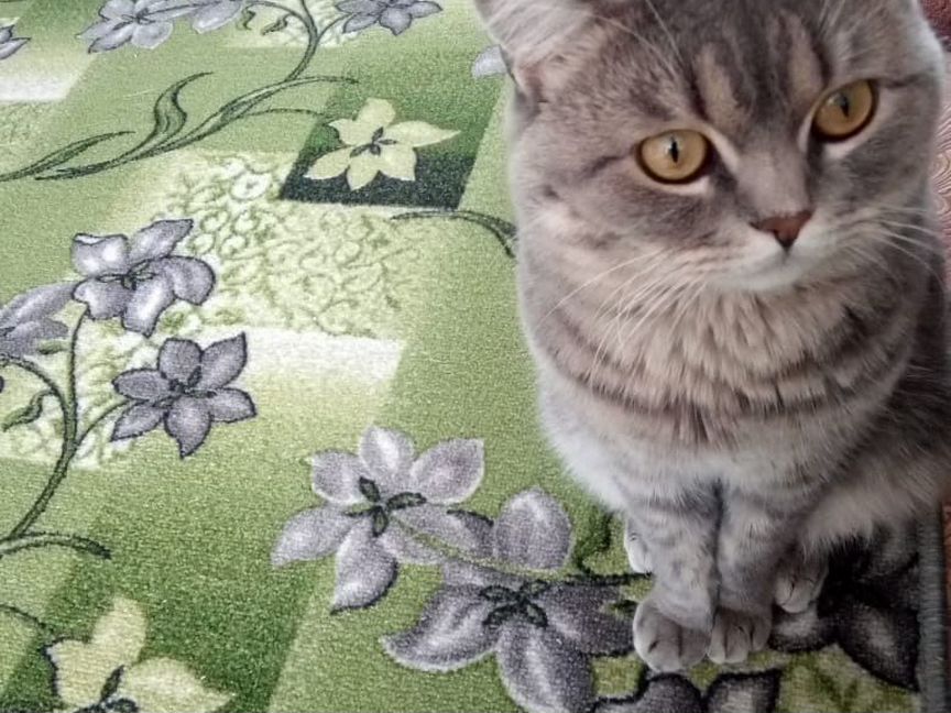 Смесь британской кошки и обычного кота