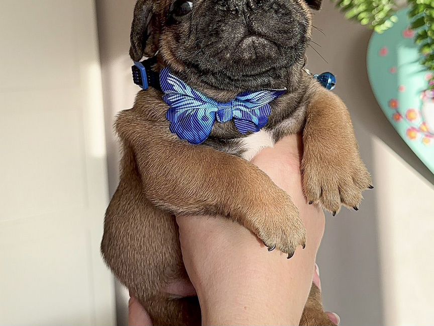 Французский бульдог щенки