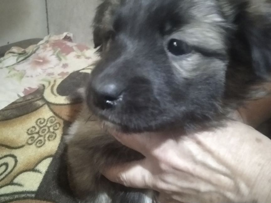 Собаки