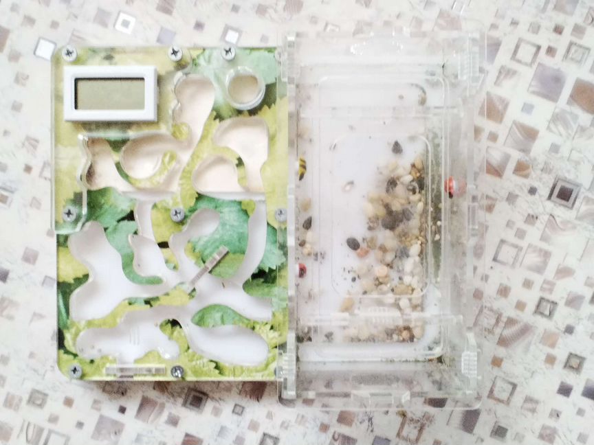 Муравейник дом для муравьёв