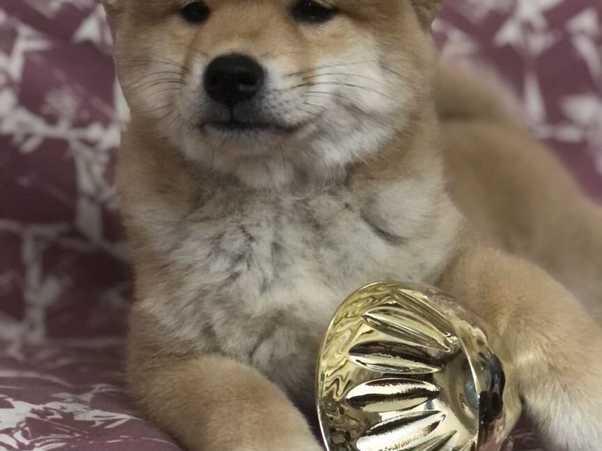 Сиба ину