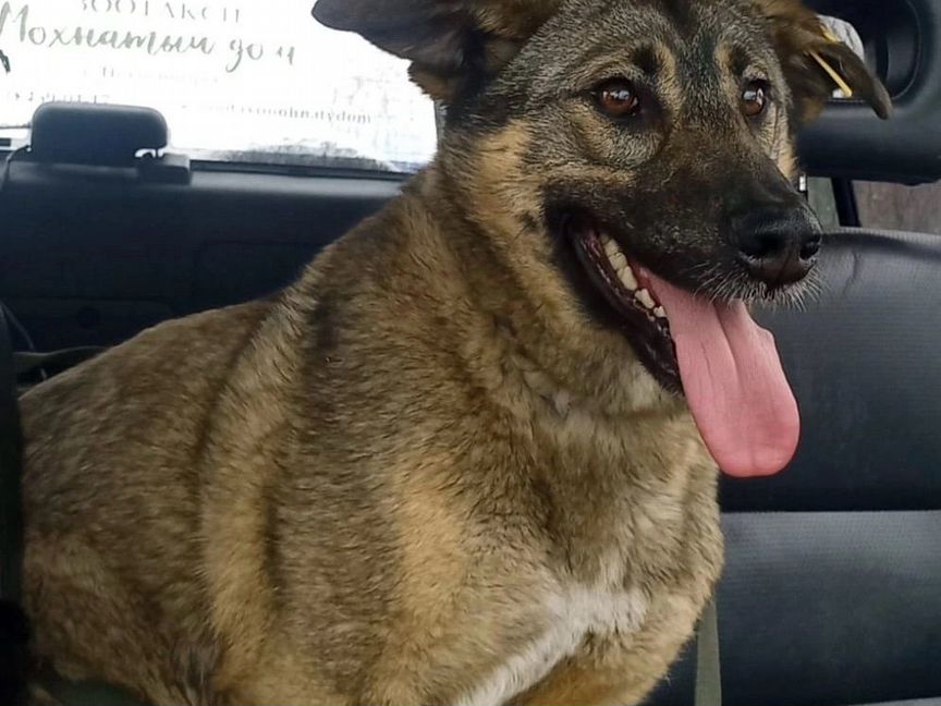 Собака Герда ищет хозяина. Отдадим в хорошие руки