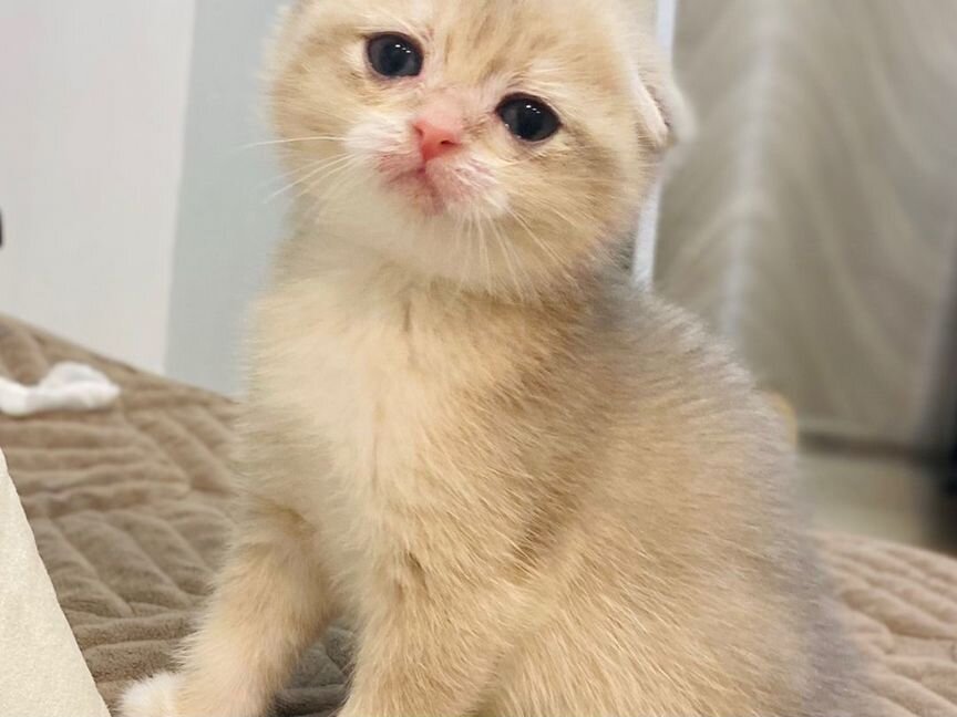 Шотландская вислоухая,голубое золото,шиншила