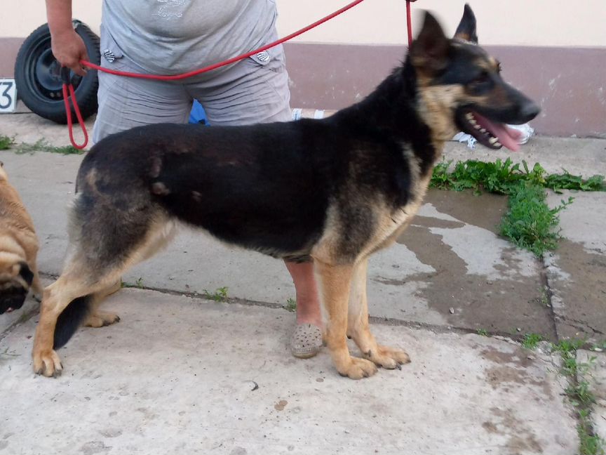 Ищем кобеля вео для вязки