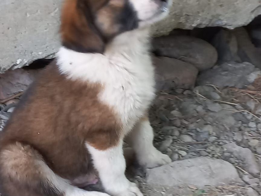 Щенки дворняжки