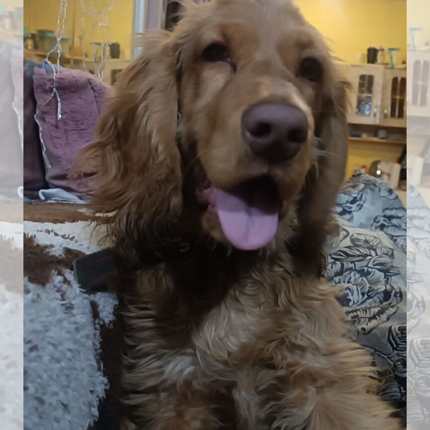 Английский кокер-спаниель, взрослый пёс