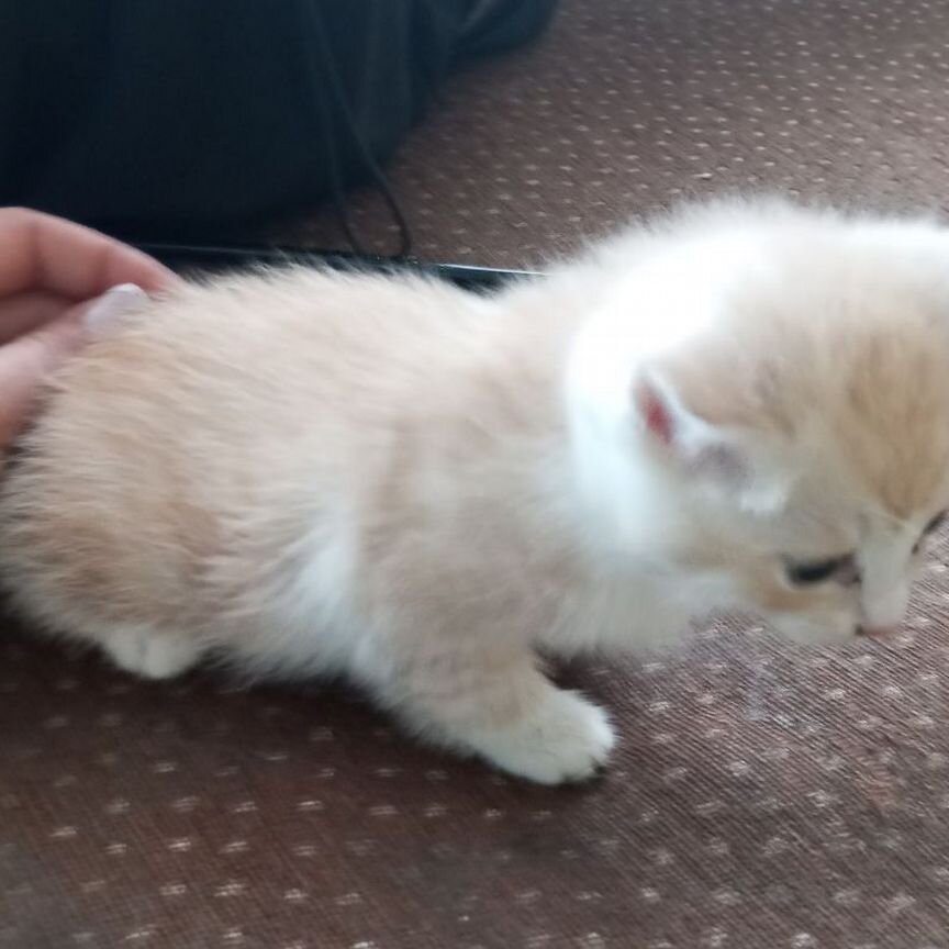Рыжий котенок в добрые руки бесплатно