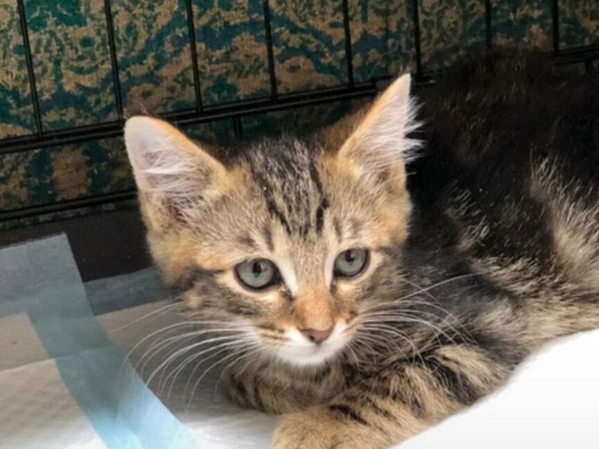 Очень красивый котенок 3 месяца