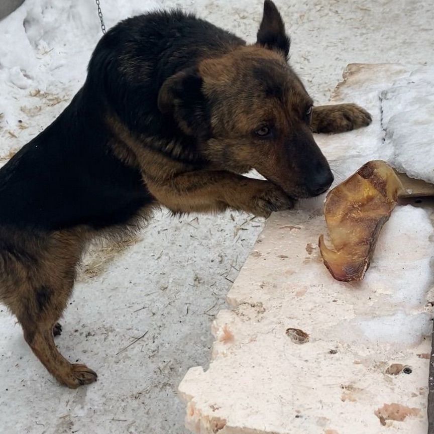 Взрослая собака в добрые руки