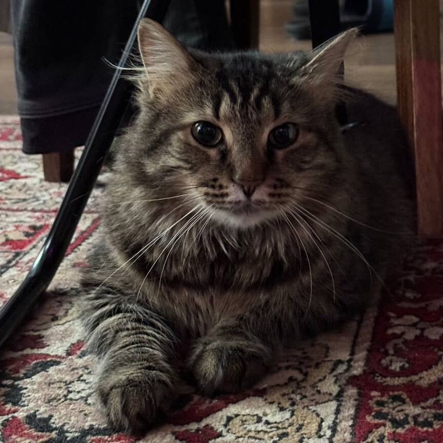 Взрослая, Девочка кошка в добрые руки