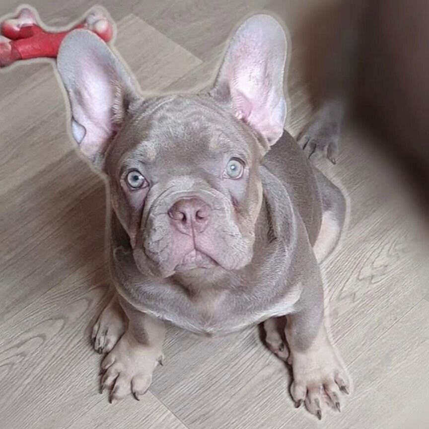 Французский бульдог, щенок