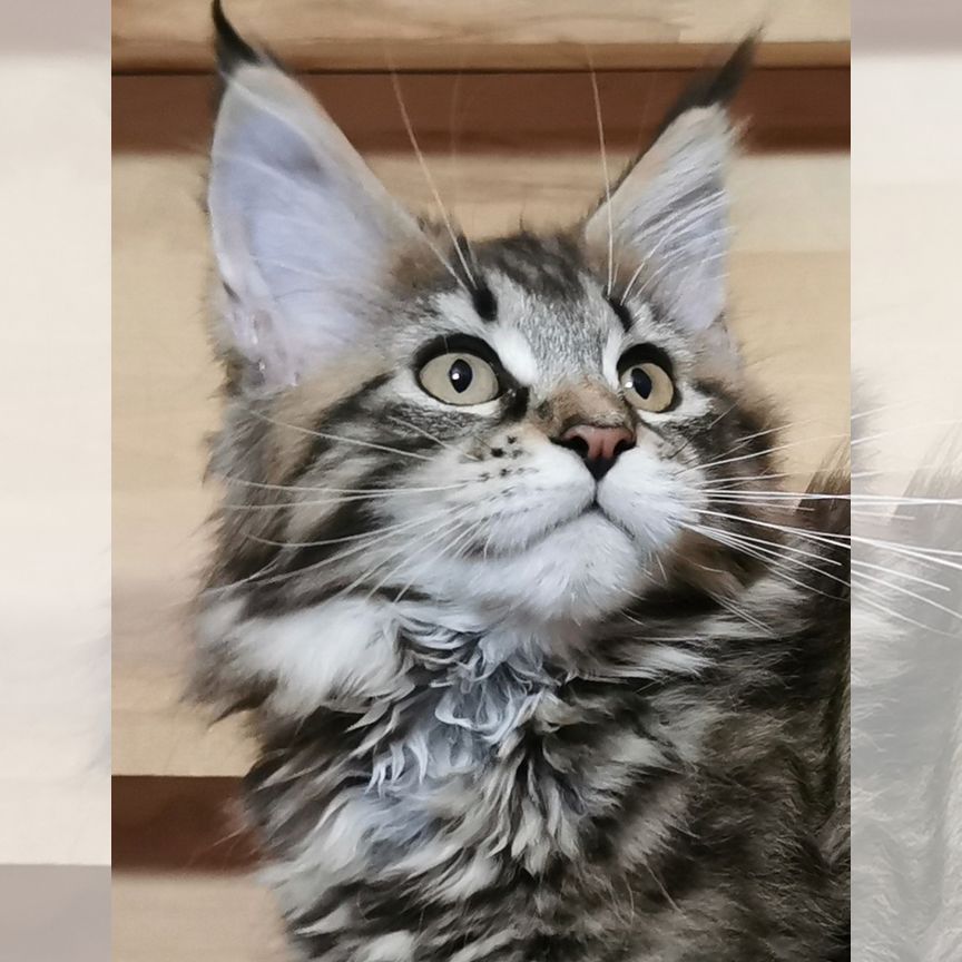 Котята мейн-кун