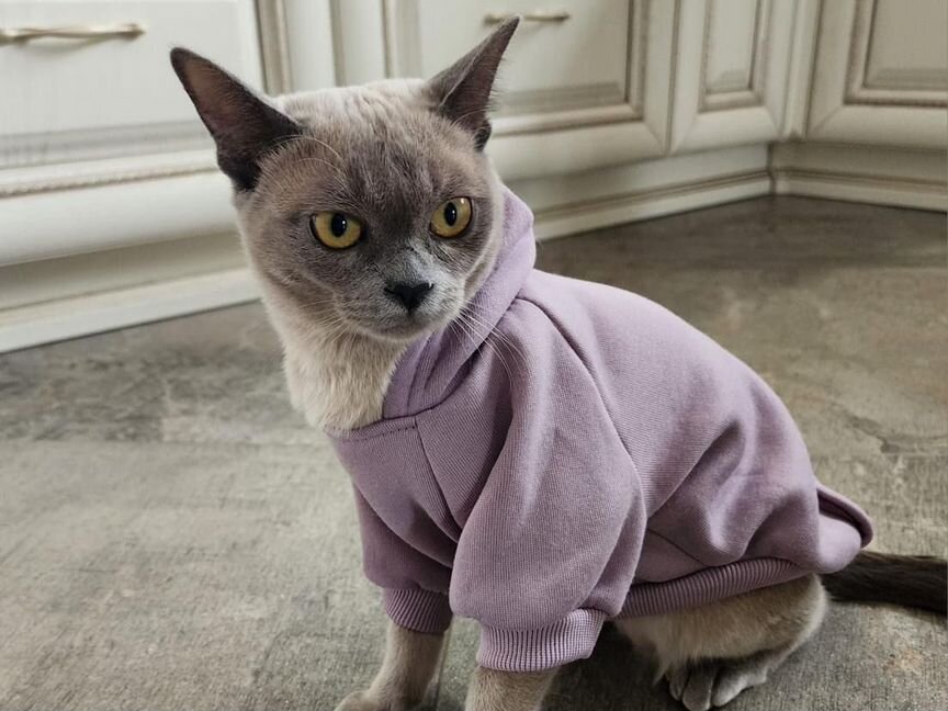 Бурманская кошка