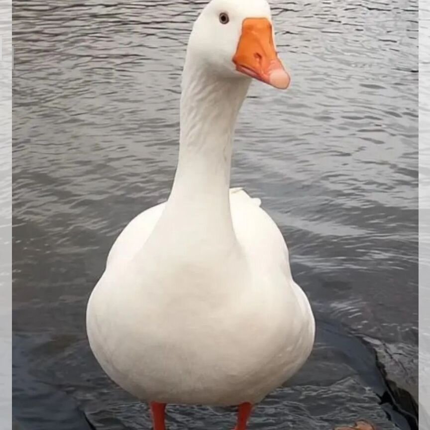 Гуси,индоутки живьем