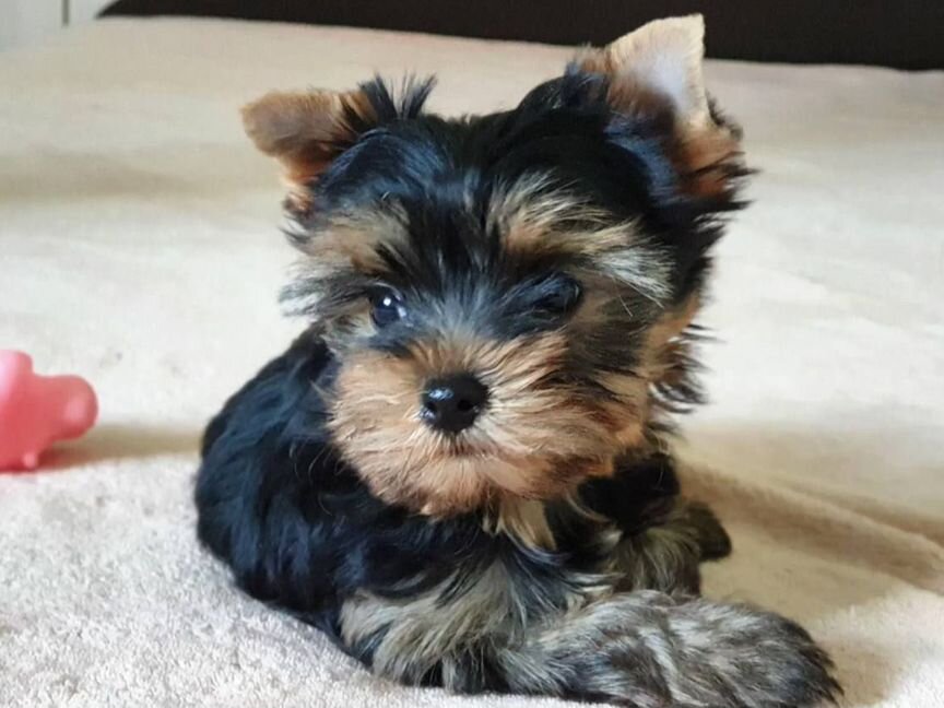 Йоркширский терьер мини