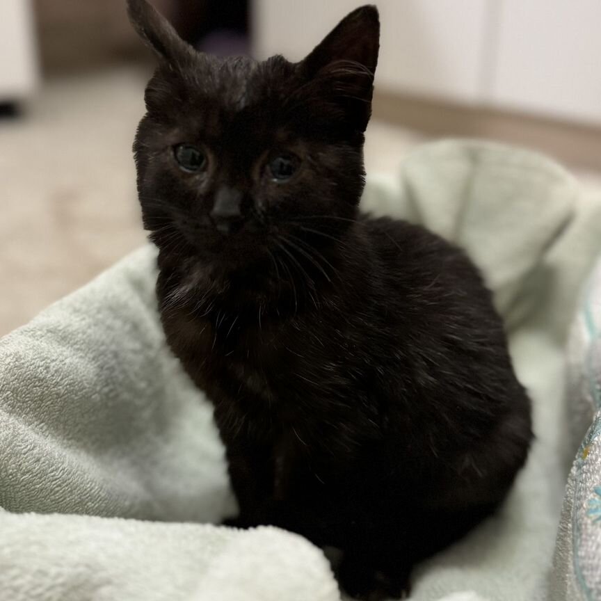 Отдам в добрые руки маленького котенка