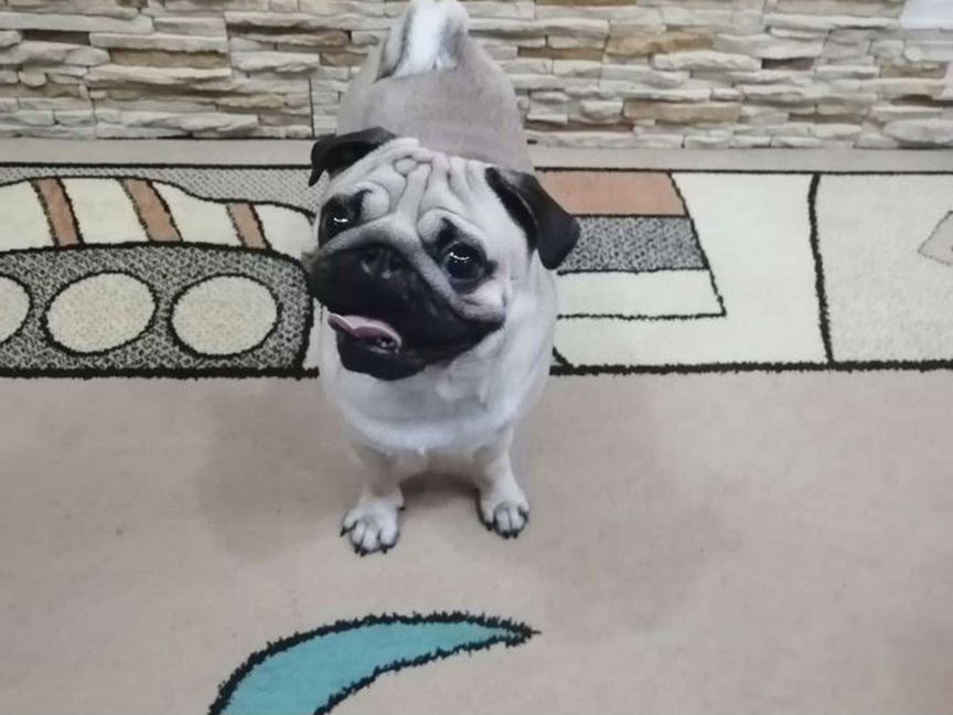 Вязка, мопс