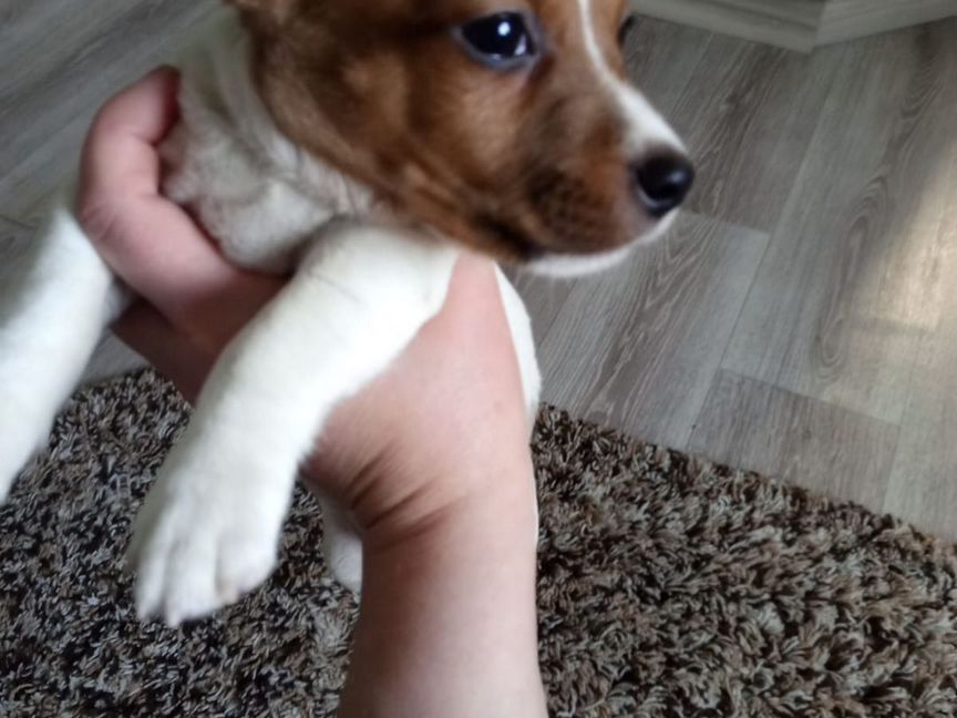 Щенок Джек Рассел терьер