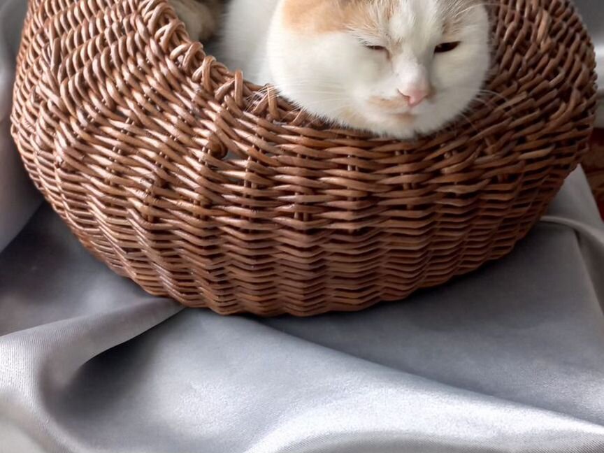 Котодом