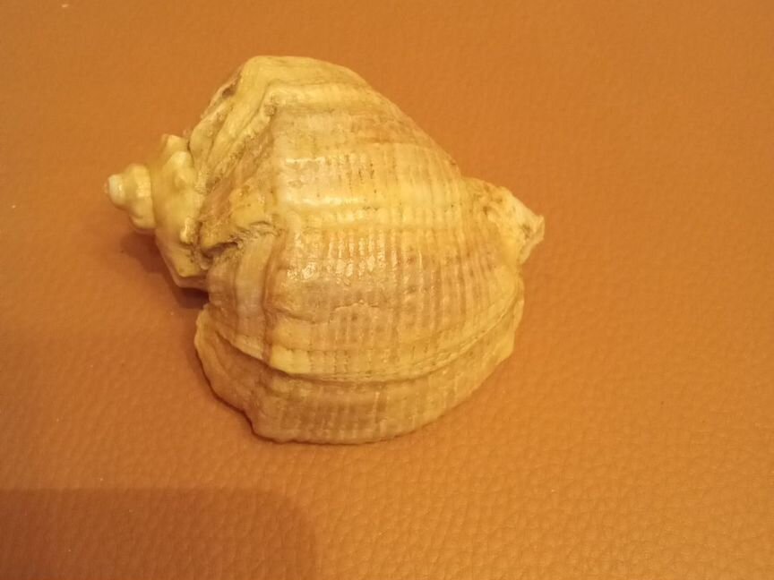 Ракушка рапан