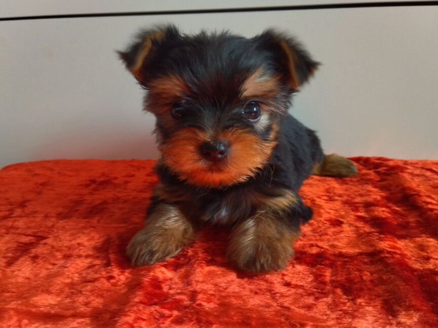 Йоркширский терьер