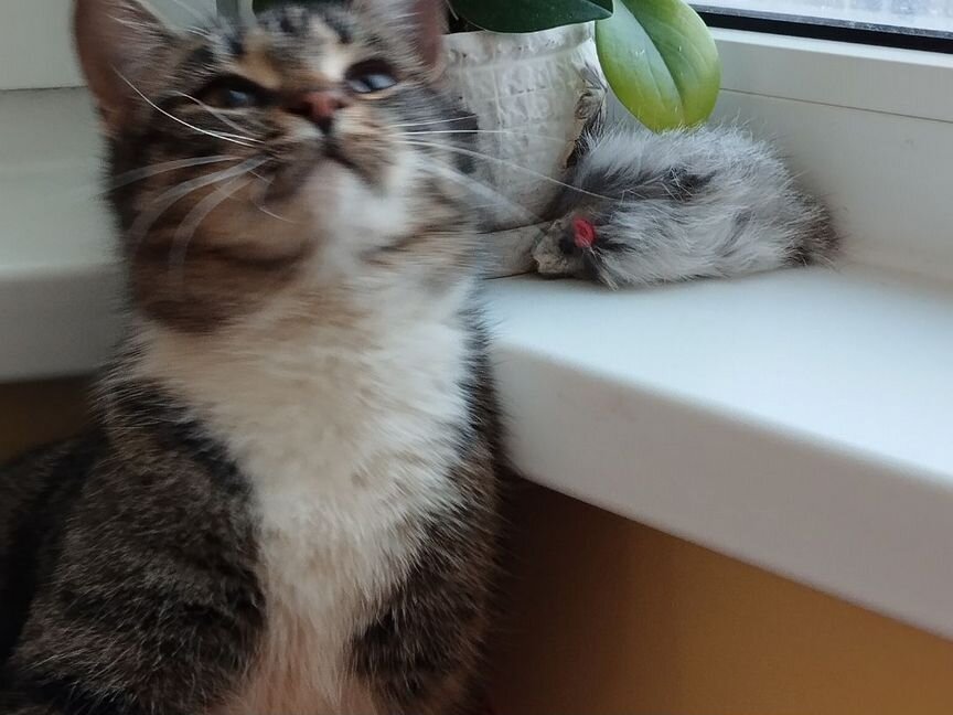 Кошечка Дусенька 8 мес.нежная девочка