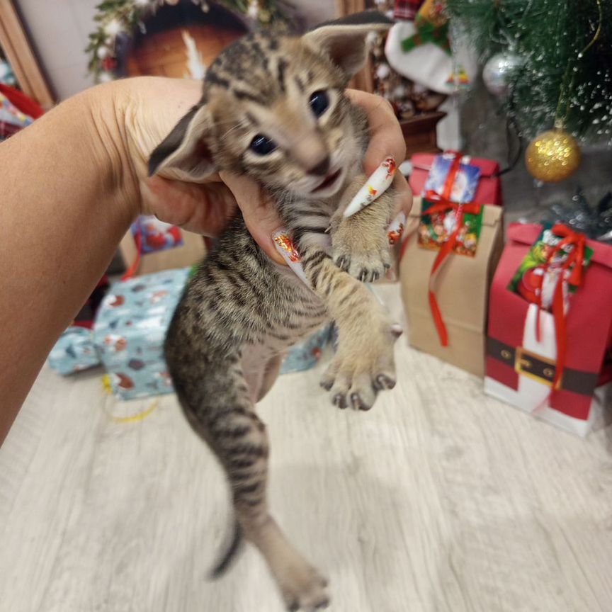 Ориентальный котёнок