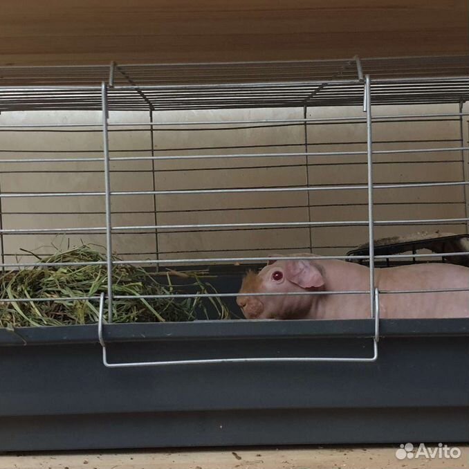 Морская свинка скинни, самец