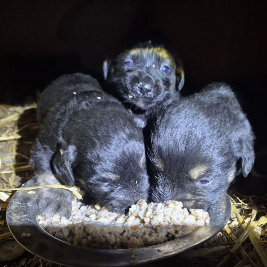 Щенок в добрые руки