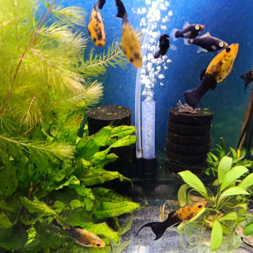 Моллинезия желто-черная, меченосец