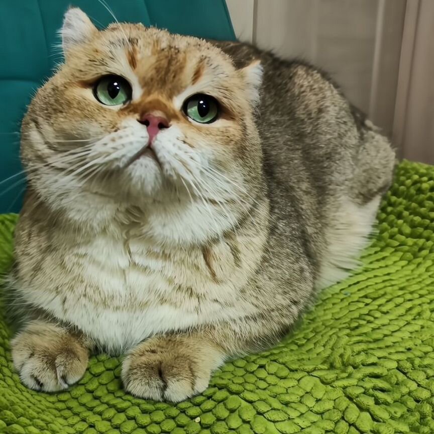 Шотландский прямоухий короткошёрстный, взрослый кот