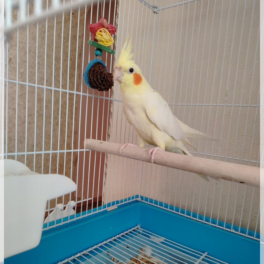 Попугай корелла с просторной клеткой