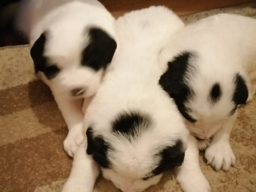 Собаки щенки Алабая сао