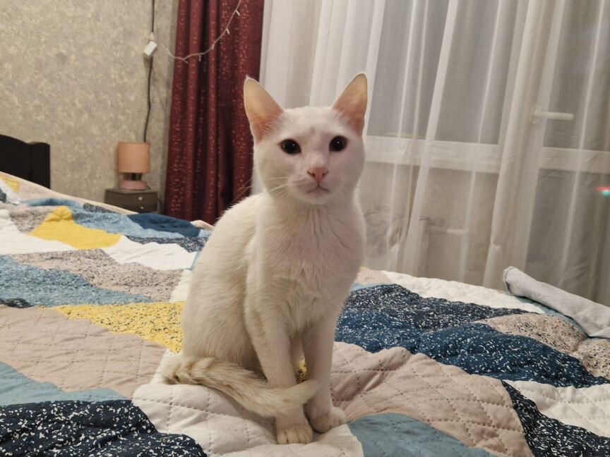 Кот Вилли ищет семью