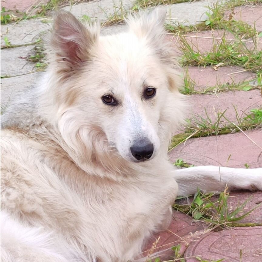 Щенки